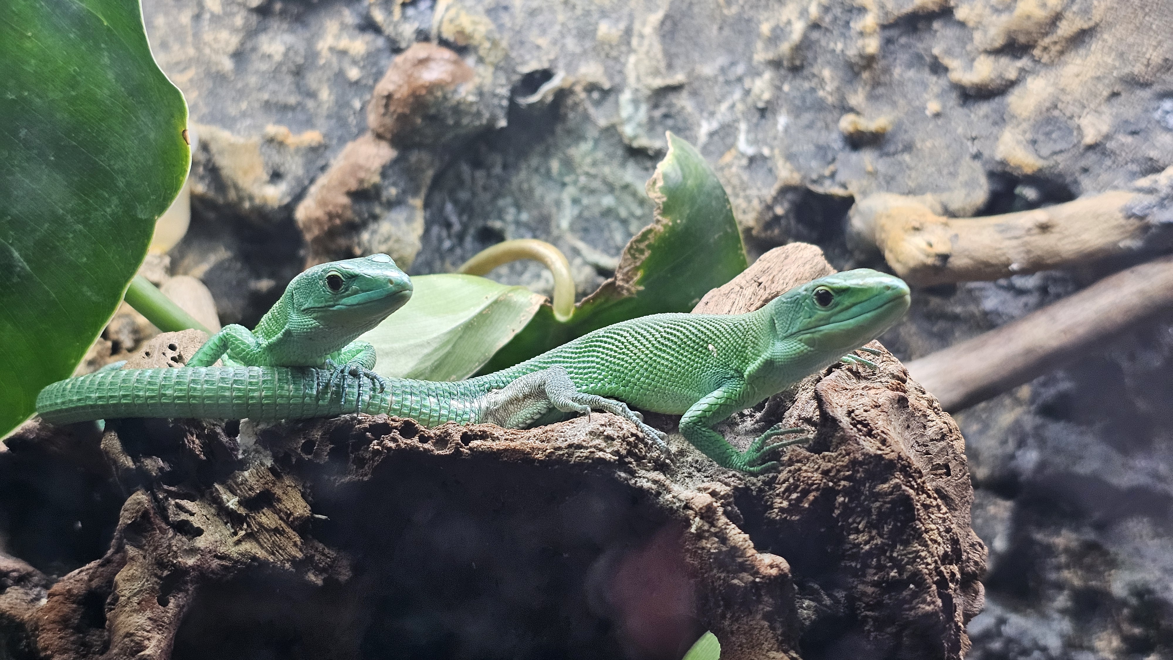 Avalon Exotics - YourMenu®